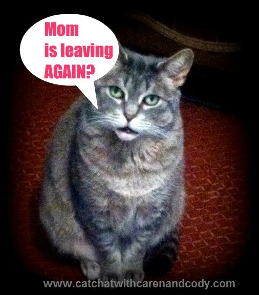 Cat and DOG Chat With Caren: I am NOT a Happy Cat!!