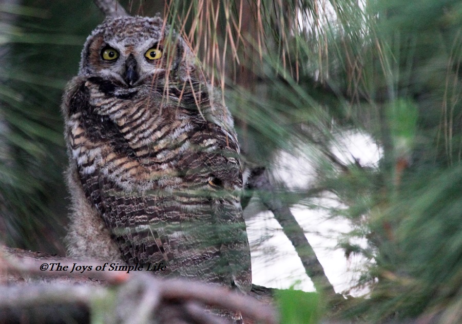 The Joys of Simple Life: Great Horned Owl in a 180 Degree Head Turn