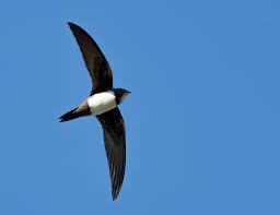 Alpine Swift | BD PIGEONS