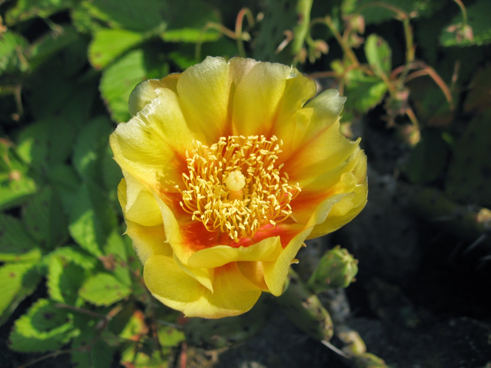Capital Naturalist by Alonso Abugattas: Eastern Prickly Pear Cactus