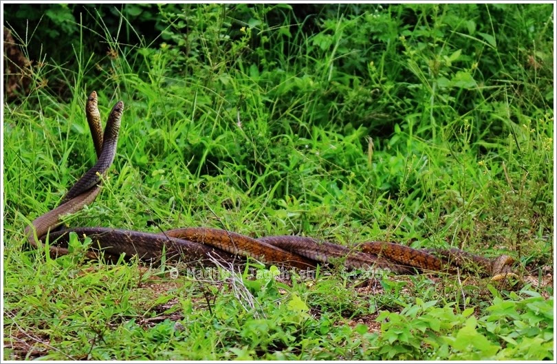 Madhu Jagdhish: 'Dance of dominance' - RAT SNAKE COMBAT DANCE