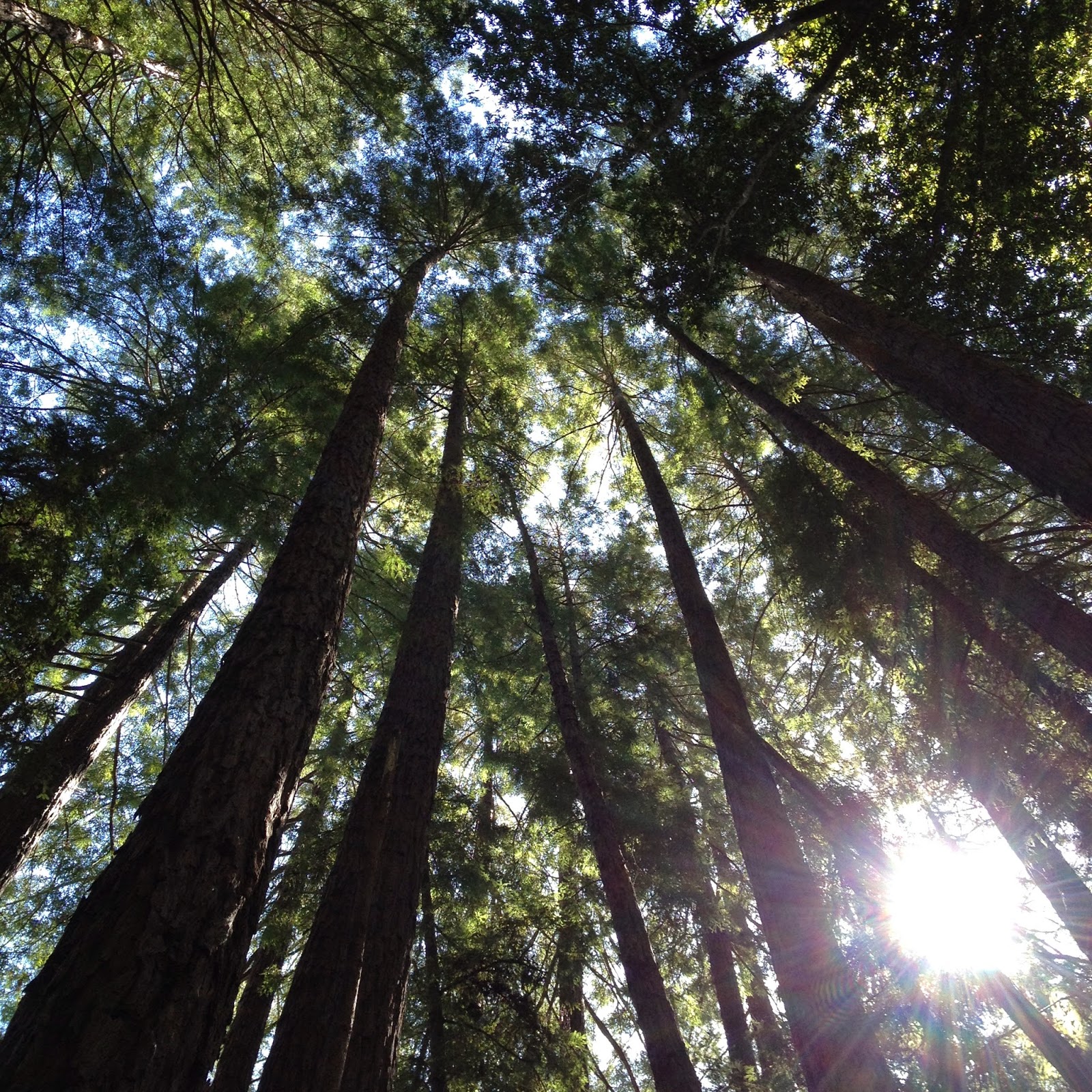 Oh, by the way...: Redwood Holiday