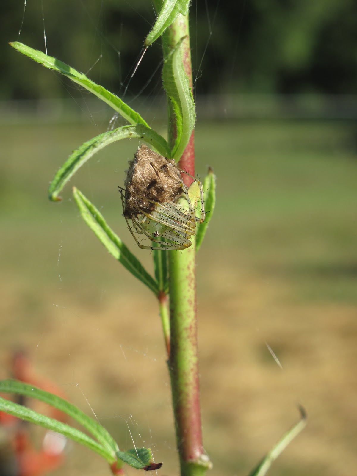 Wings of Dawn Farm: Fall Spiders
