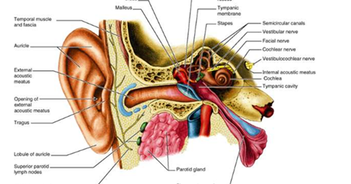 Menuju Tak Terbatas Dan Melampauinya : Bagian Telinga dan Fungsi nya