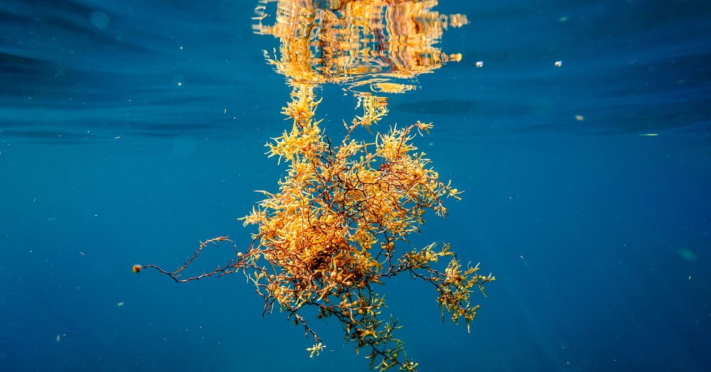 Domi Good: Sargasso Sea And Sargassum