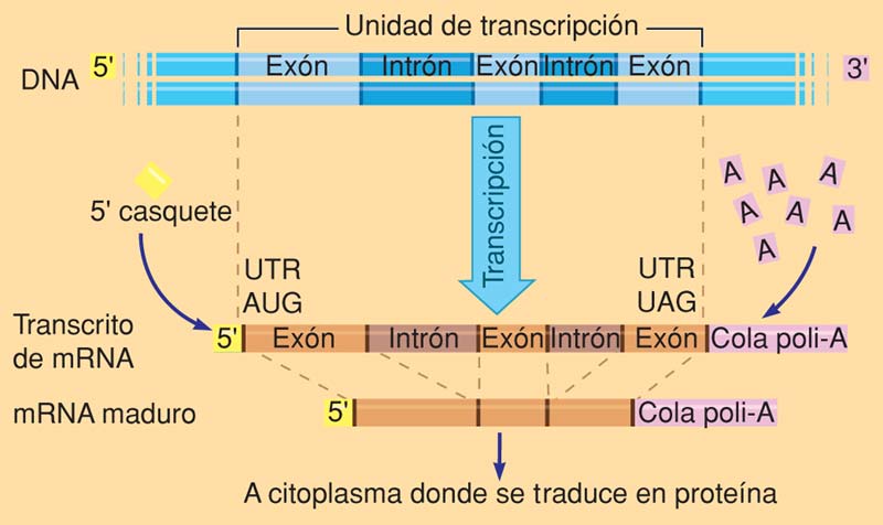 BIOLOGIA: diciembre 2016