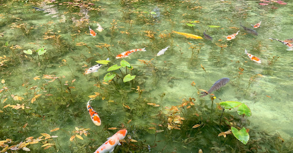 Monet's Pond: The Pond Where Art Comes to Life | Amusing Planet