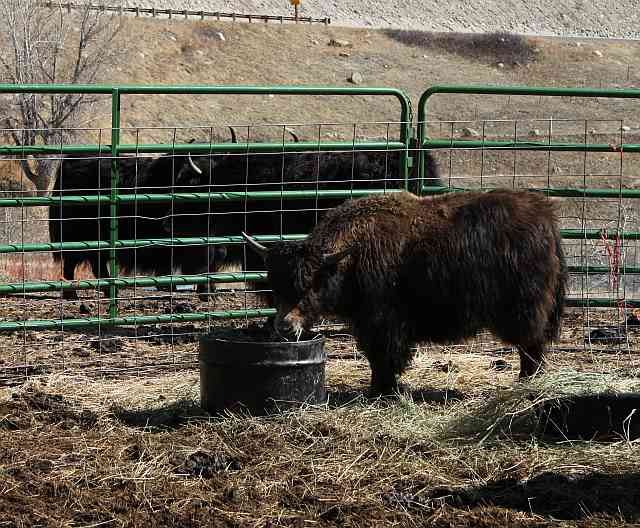 Easy Living the Hard Way: Yacking About Yaks
