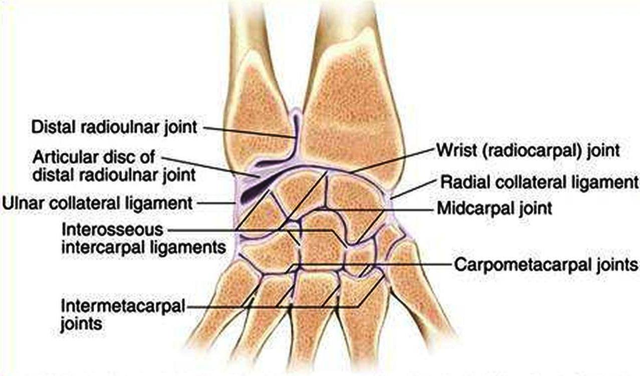 Intercarpal Joints Midcarpal Joints Medically Intercarpal Joints Midcarpal Joints Medically
