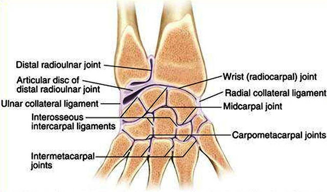 Intercarpal joints (Midcarpal joints) - Medically