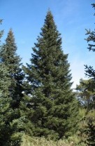 Үлгэр... зөвхөн үлгэр...: Гацуур мод мөнх ногоон болсон тухай