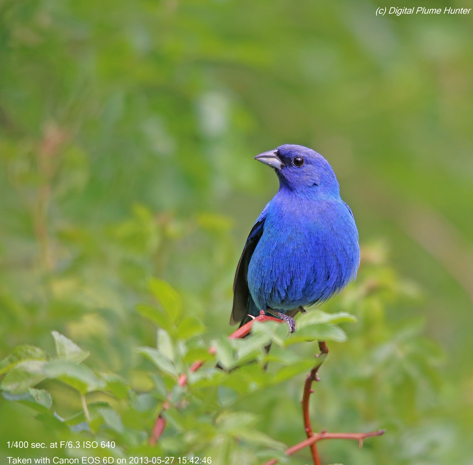 Hunting Digital Plumes in the US and Beyond: Indigo Bunting, Blue ...