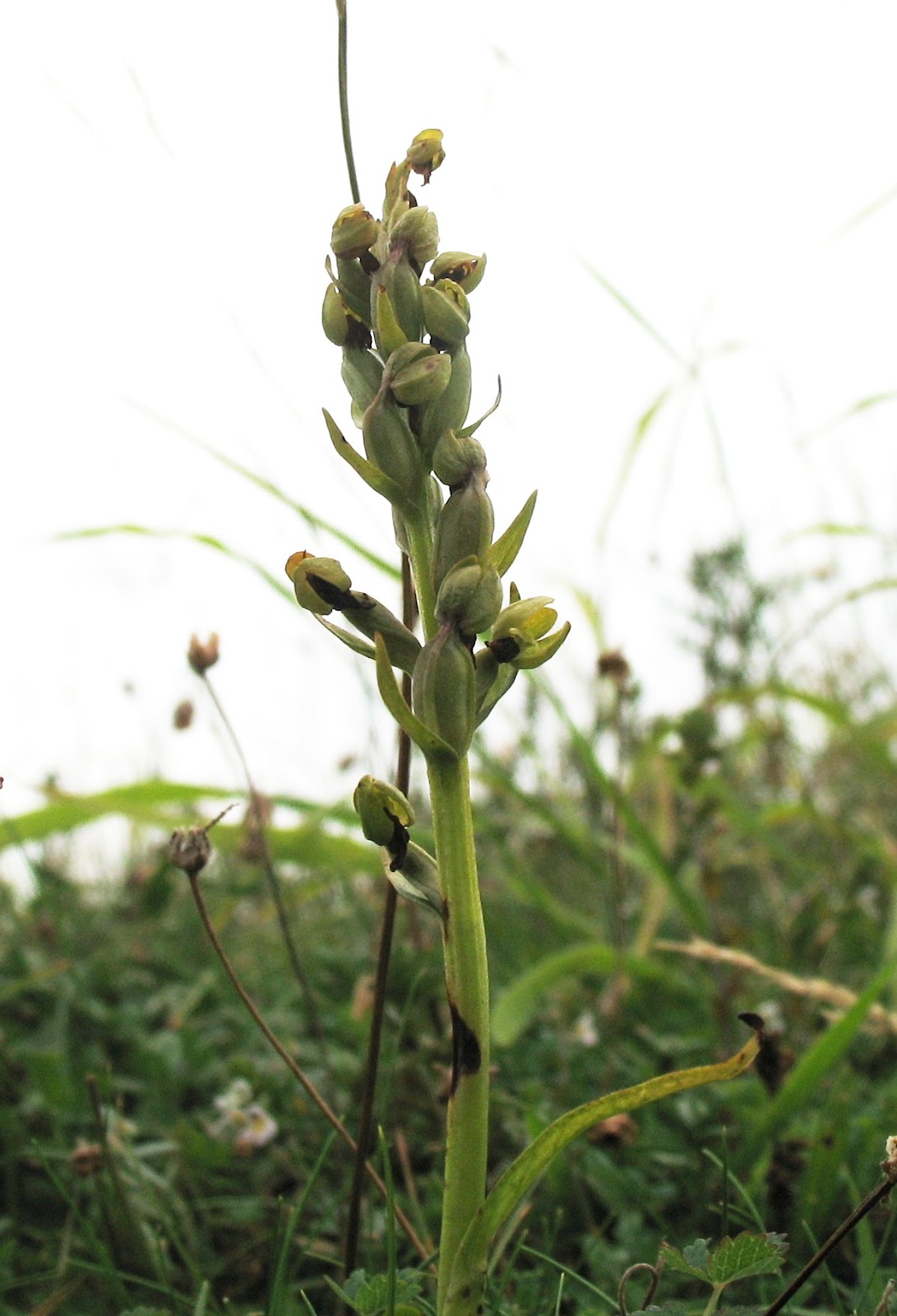 Walks among Flowers: Oxfordshire: Chiltern Escarpment: Aston Rowant to ...