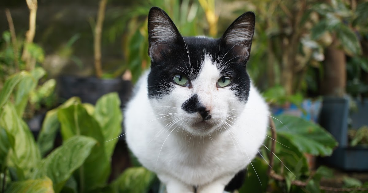 Mustached cat free picture for commercial use