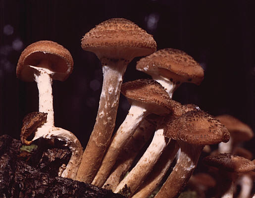 here is the Story....: Armillaria ostoyae , The Largest Living Thing In ...