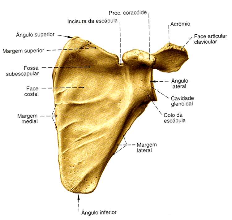 O CÍNGULO DO MEMBRO SUPERIOR