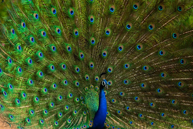 INDIAN CULTURES AND TRADITIONS: MAYURAM- THE SACRED BIRD FOR HINDUS