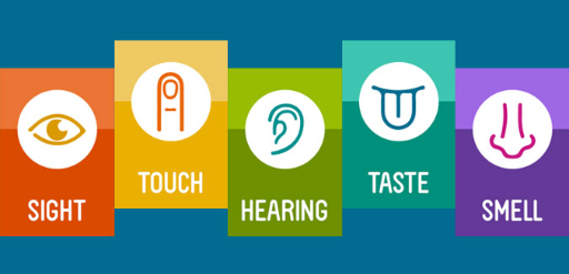 Sensation and Perception