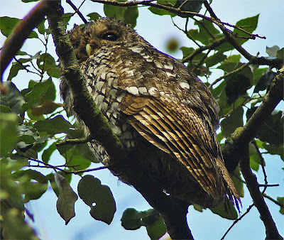 Los Cárabos han criado en mi pueblo
