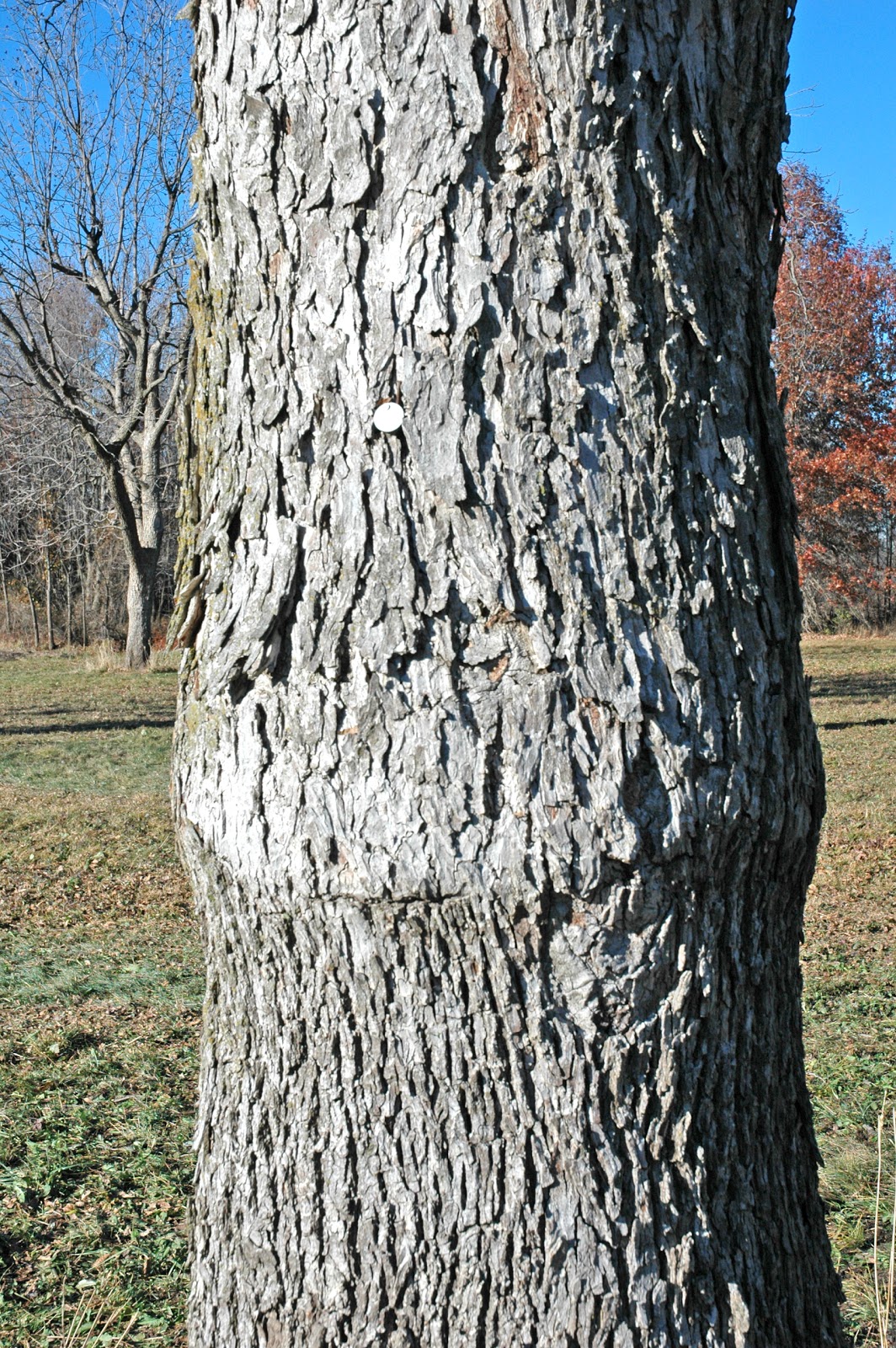 Northern Pecans: Importance of a vigorous rootstock