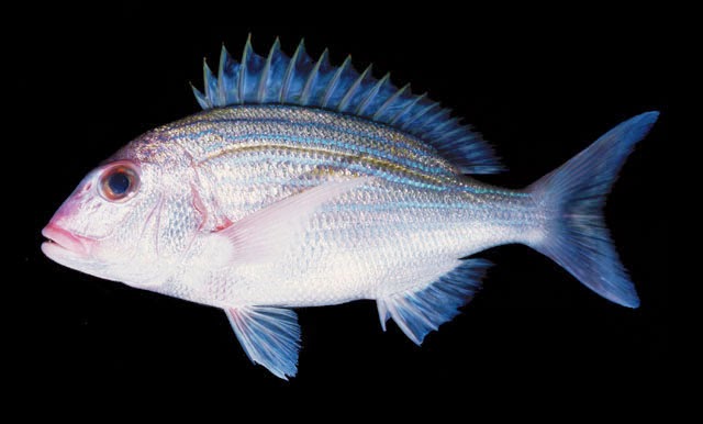 Artes de Pesca: LOS SPARIDAE