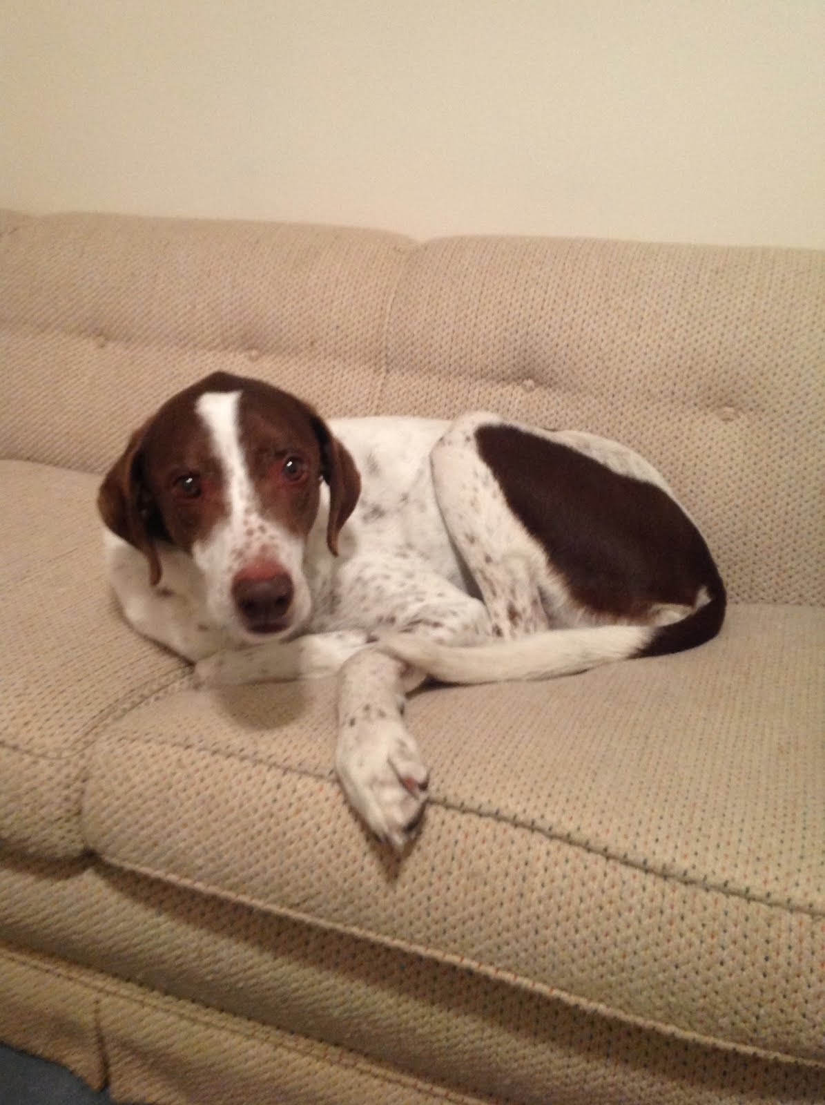 Grosse Pointe Animal Adoption Society Blog