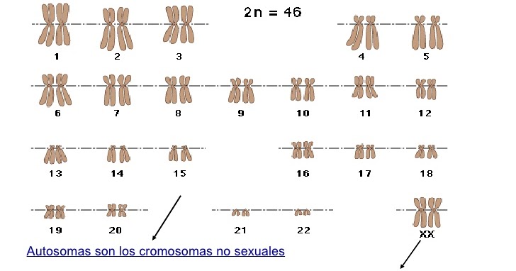 La Célula: Cromosomas Humanos (Diferencia entre Autosomas y Cromosomas ...
