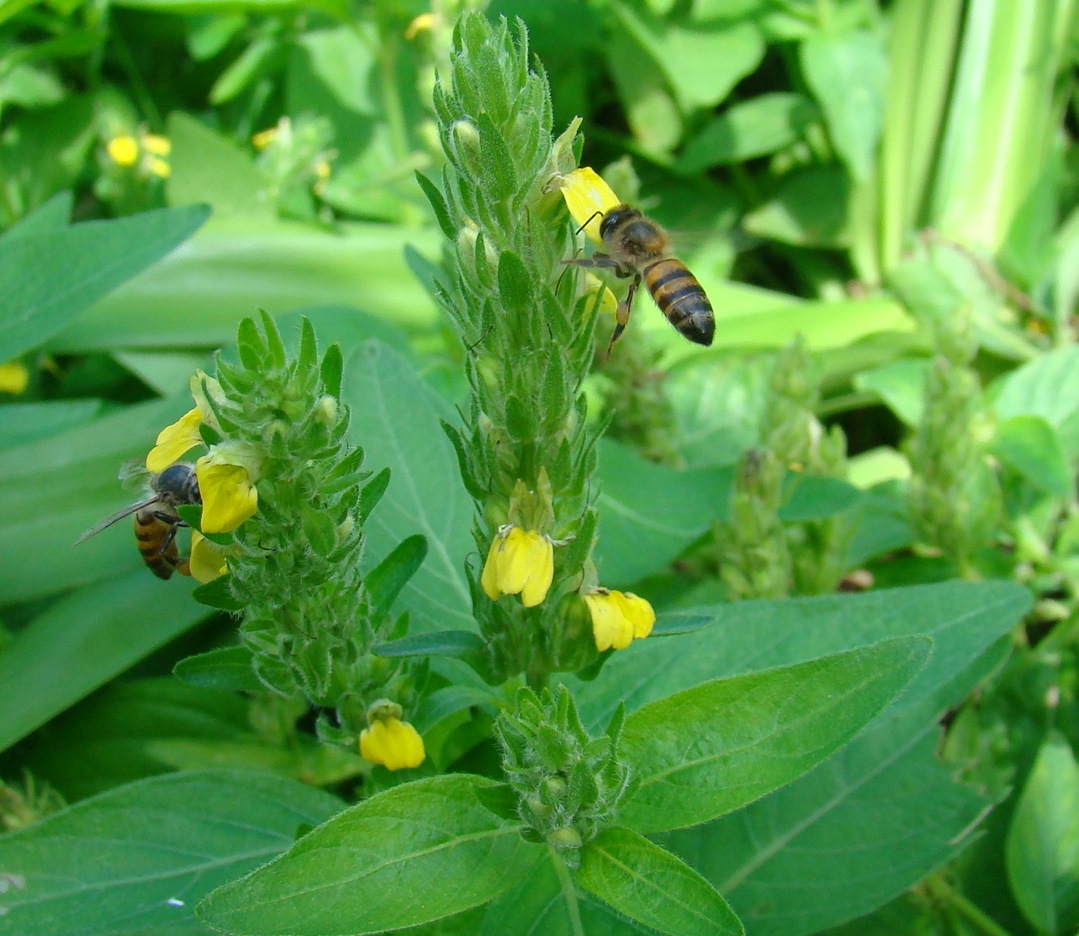 Environmental Rehabilitation and Indigenous Landscape Design: Yellow ...