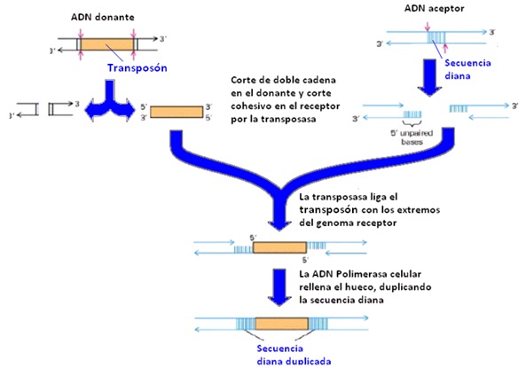 eder cuica: TRANSPOSONES