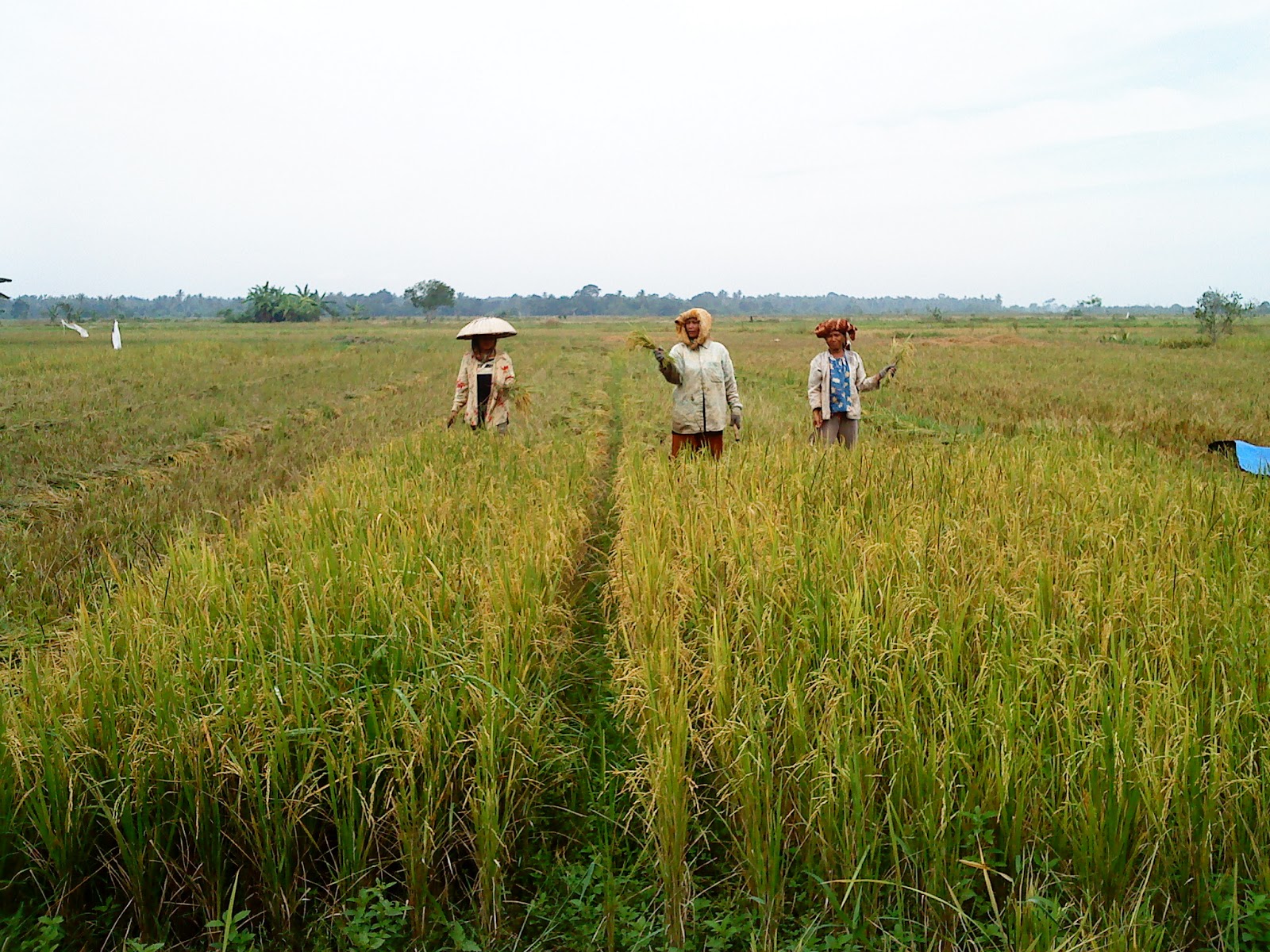 Penanganan Panen Tanaman Padi ~ Jendela Tani