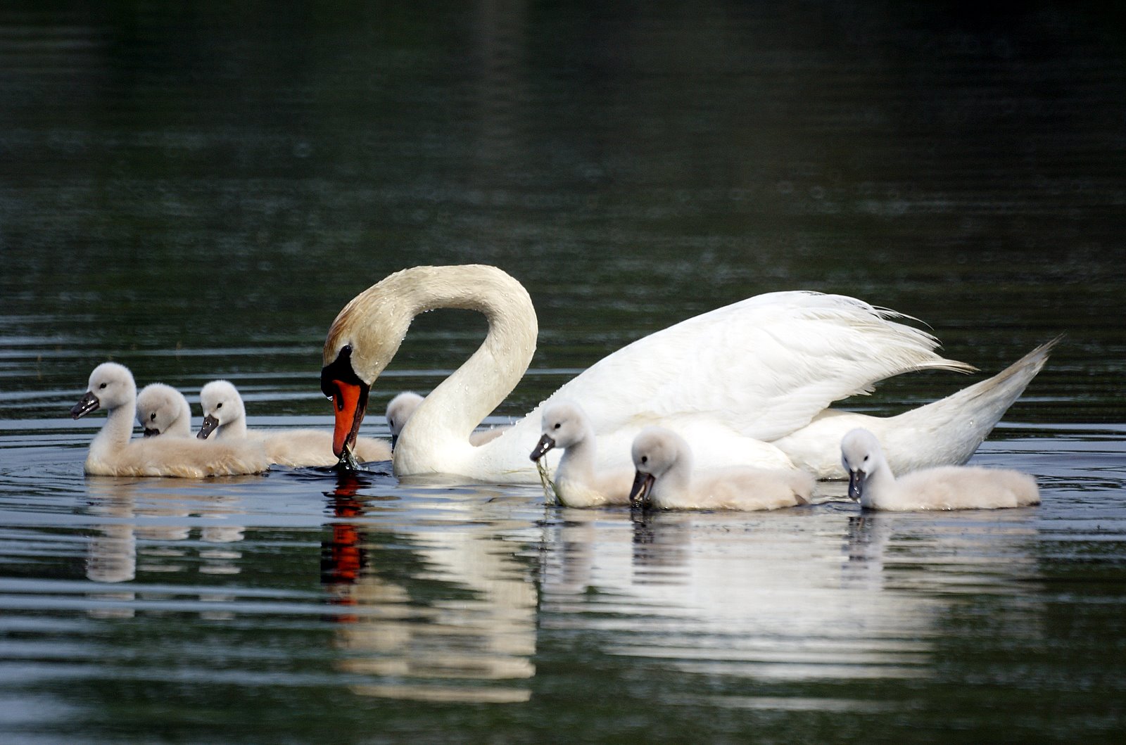 Swan Family Mom And Children Wallpaper - Beautiful Desktop HD ...