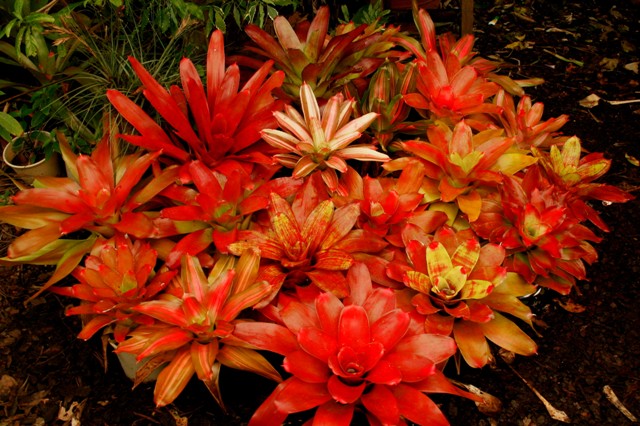 Bromeliads "My Collection": Bromeliads,A Growing Obsession