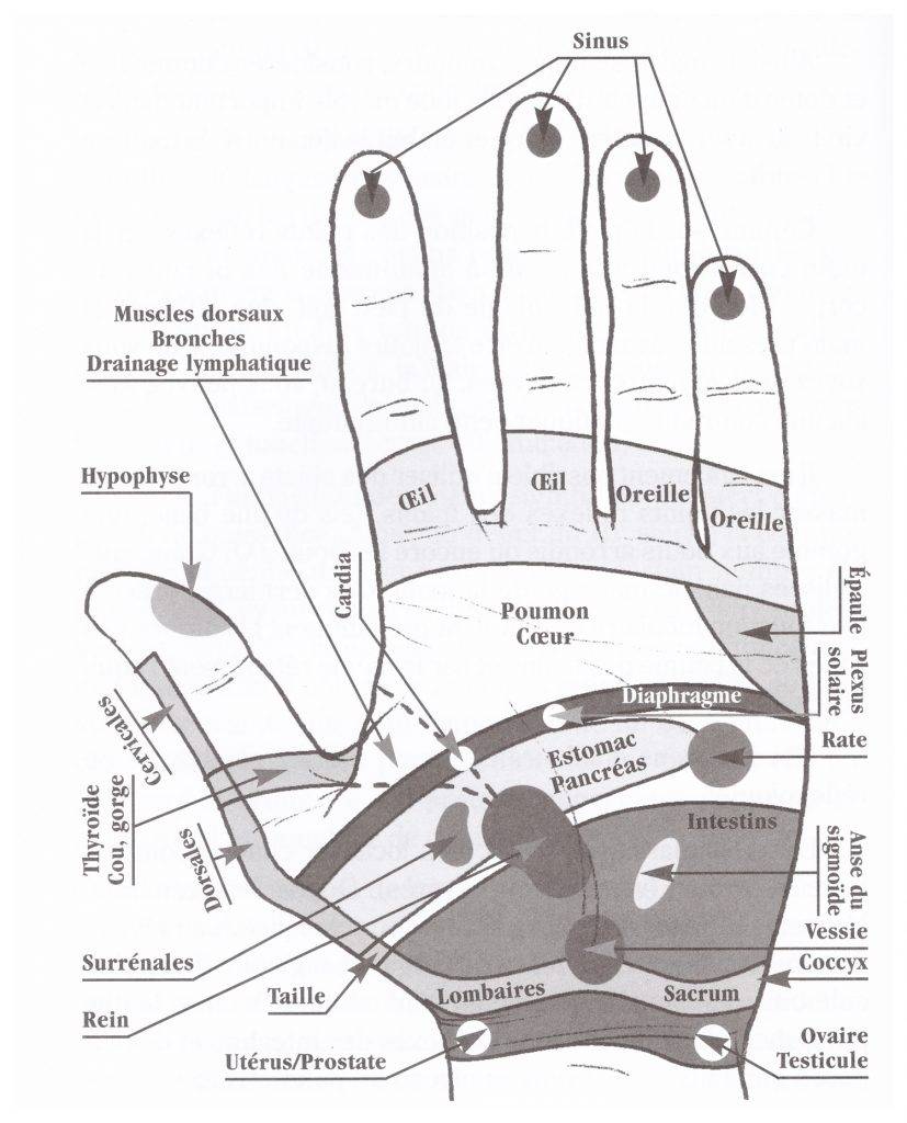 Reflexologie-Palmaire: Planche des mains