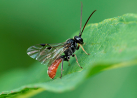 Curiosidades De La Vida: Cortesia Glomerata, la "alien" de los insectos ...