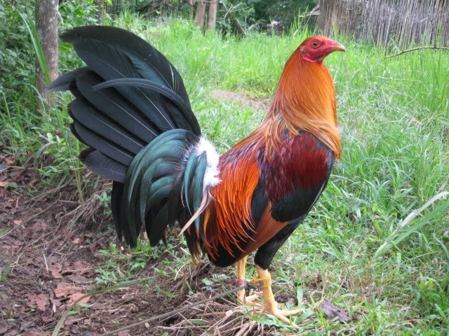 Red Gallos: La estirpe Kelso