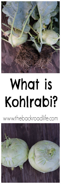 The Backroad Life: What is Kohlrabi?
