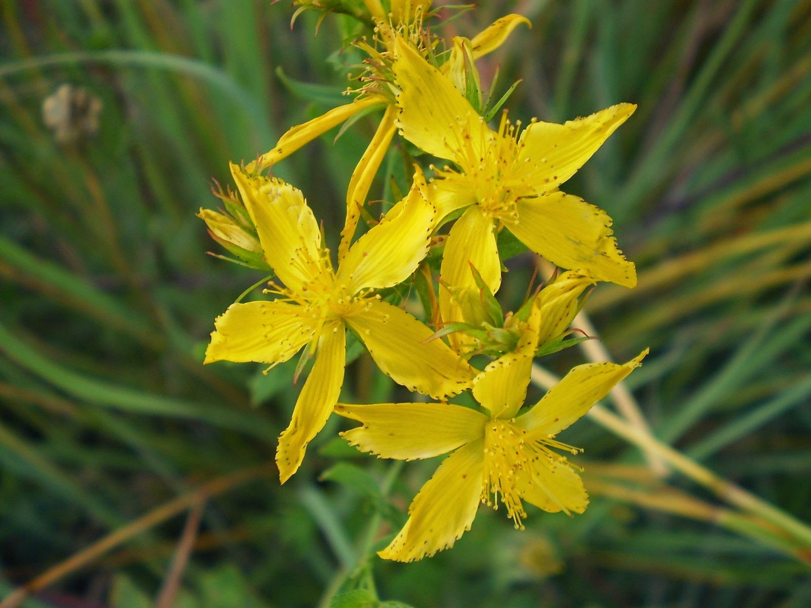 NATURA VIVA: PERICÓ O HERBA DE SANT JOAN