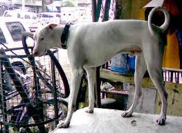 CachorrosBlogs.: Rampur - Cachorros.