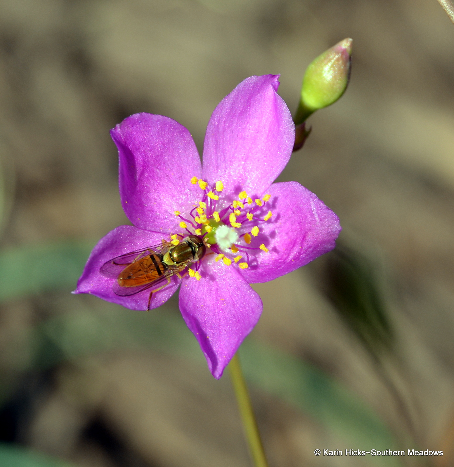 Wildflower Wednesday: Quill Fameflower