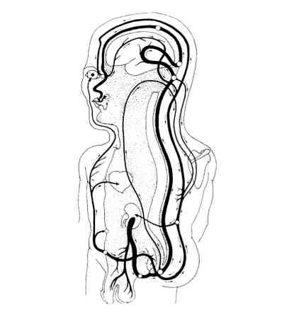 ZuLinQi Acupuntura: 20TM (Tu Mae) Bai hui -Donde convergen los 100 canales-