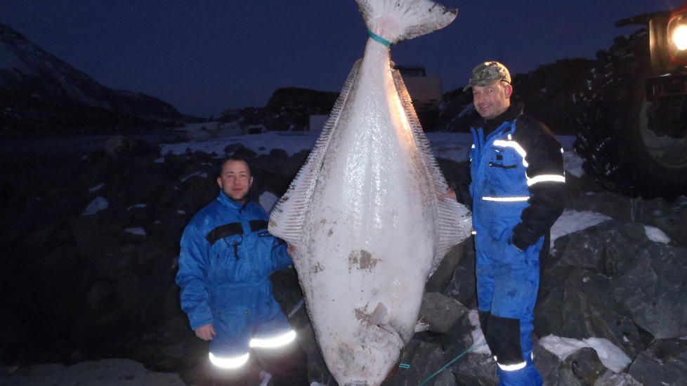 Fjordfiske : Stor kveite! Big halibut!
