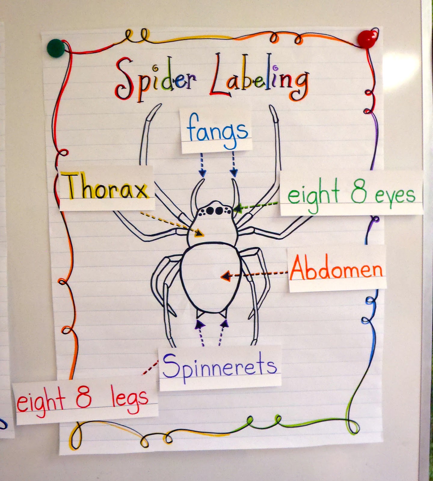 Fun With Firsties: Spiders Aren't Insects!