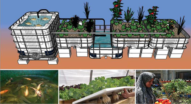 Aquaponic Guide