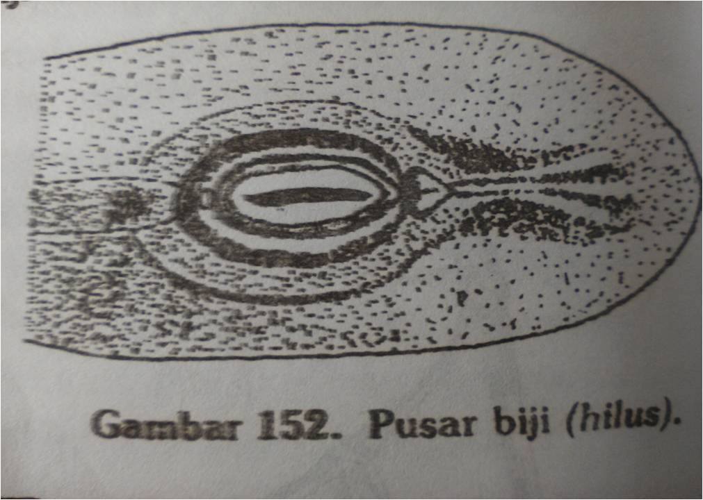 Morfologi tumbuhan