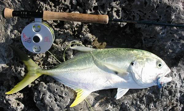 Fish Identification: Jack Species