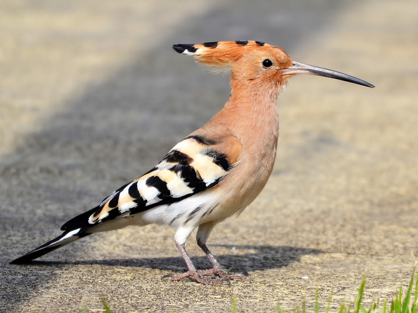 Imagens da vida animal: Poupa (Upupa epops)