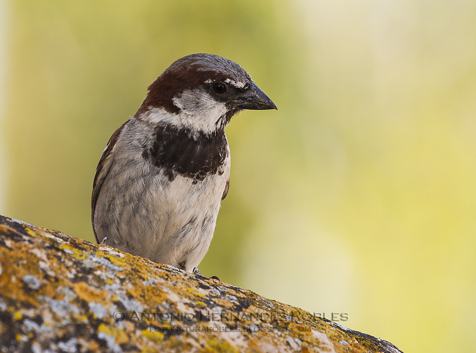 Fotografia de Vida Salvaje - Wildlife Photography: EL AÑO DEL GORRIÓN