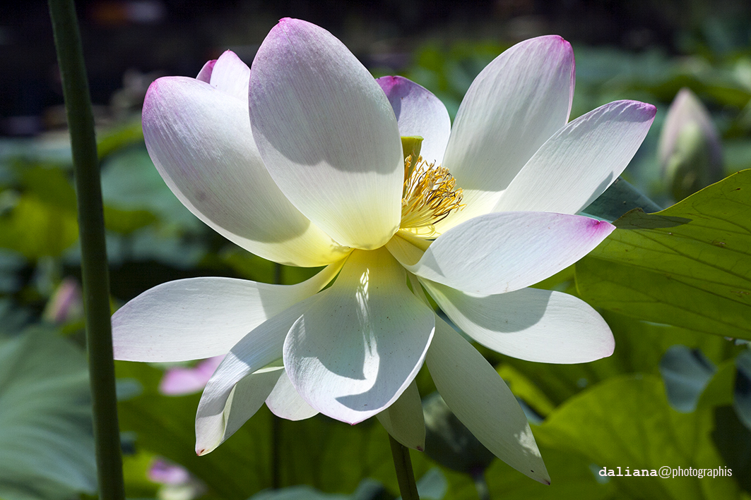 Photographis: Lotusi in Parcul Circului