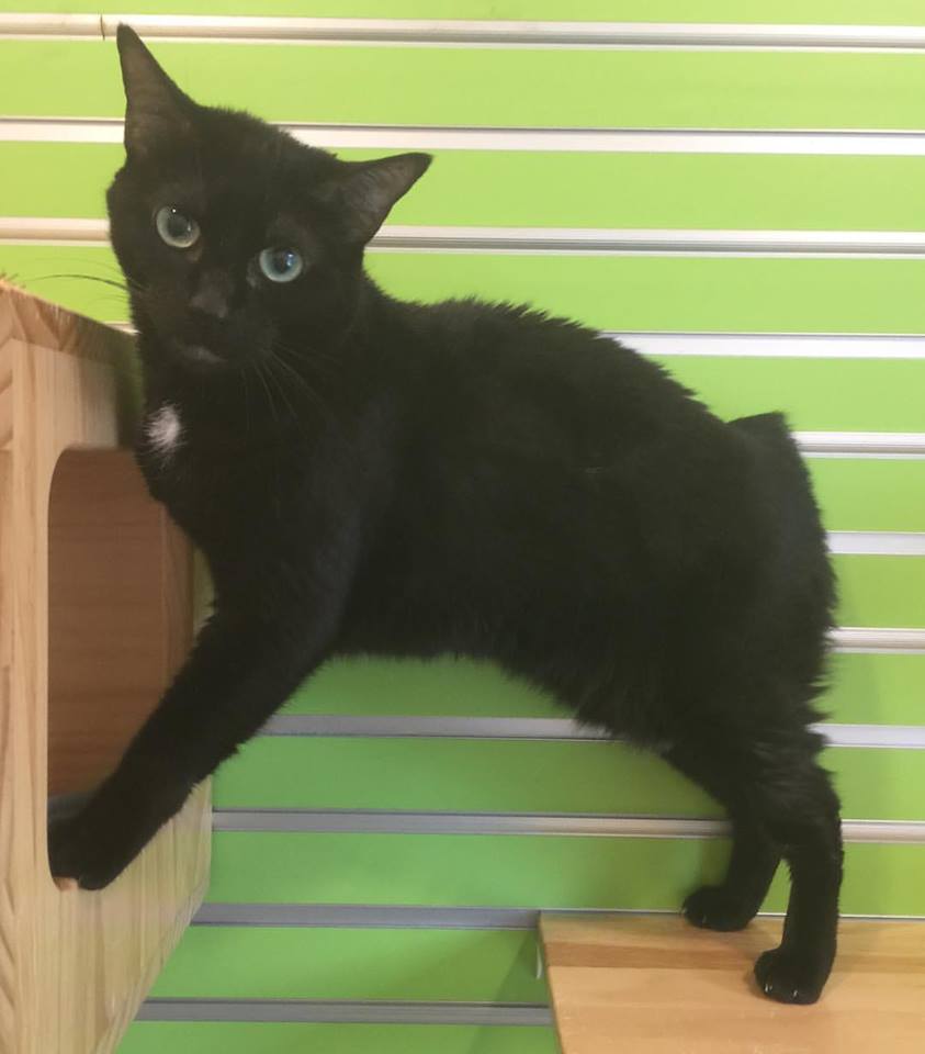 Progressive Charlestown: Kitty of the Week