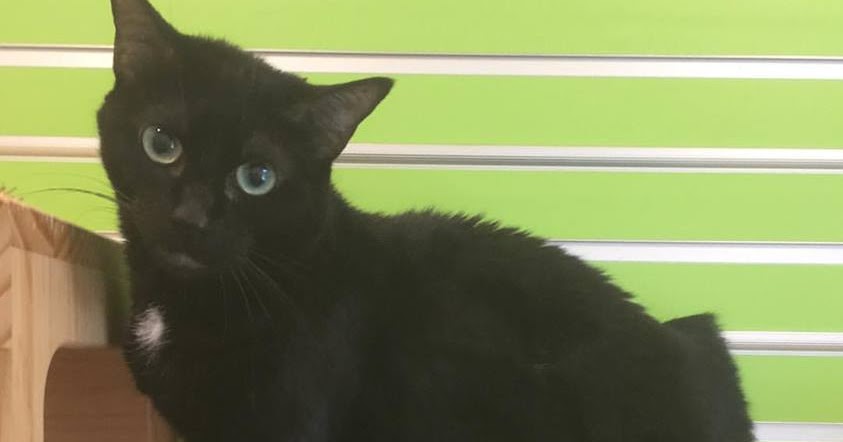 Progressive Charlestown: Kitty of the Week